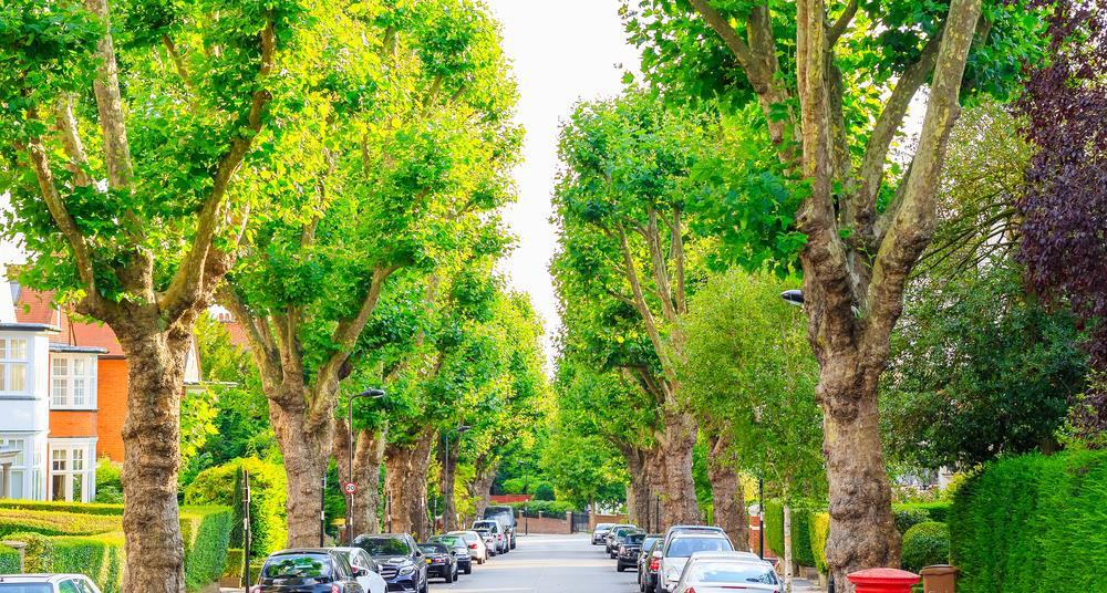 tree lined streets