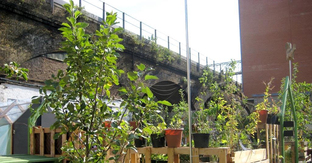The Union Street Urban Orchard | News | Building Design