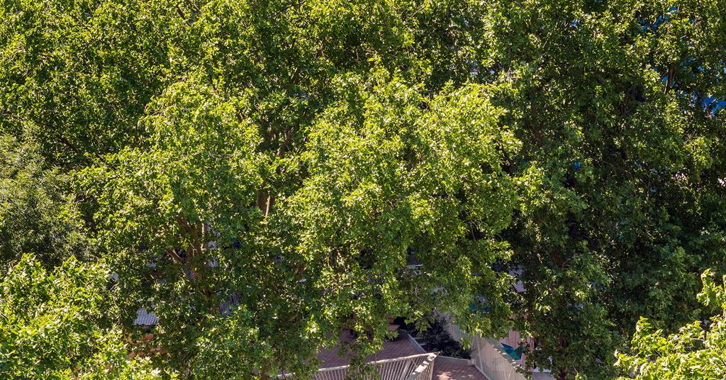 What made this project… The Tree House by Bell Phillips | Features ...