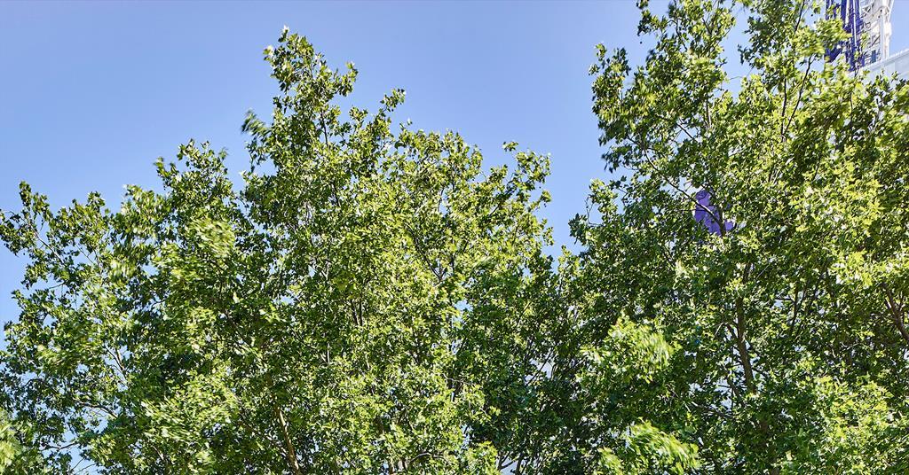 What made this project… The Tree House by Bell Phillips | Features ...
