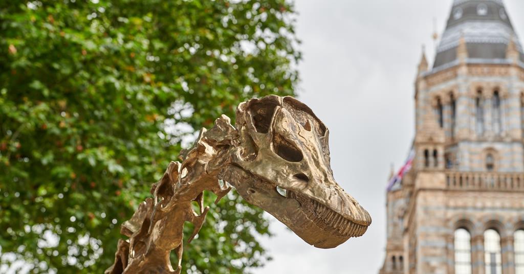 Diplodocus Skeleton Natural History Museum Dippy The Dinosaur Returns