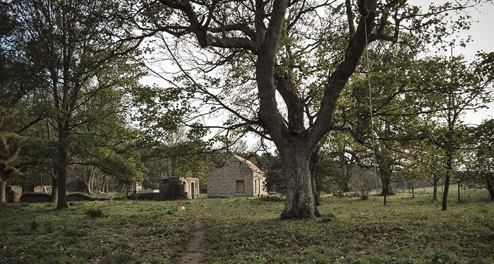 Studio Bark project gives students hands-on site experience | News ...