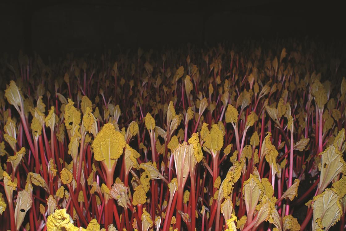 John Thorp, Leeds city architect, on West Yorkshire’s humble Rhubarb ...